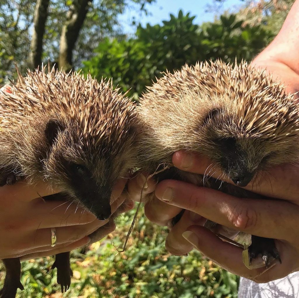 Wildlife at Ekopod - Glamping Sites Cornwall